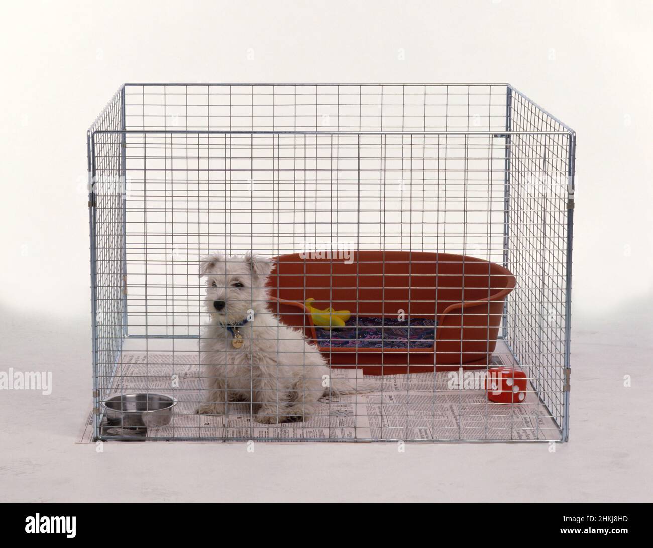 Secure metal puppy pen Stock Photo - Alamy