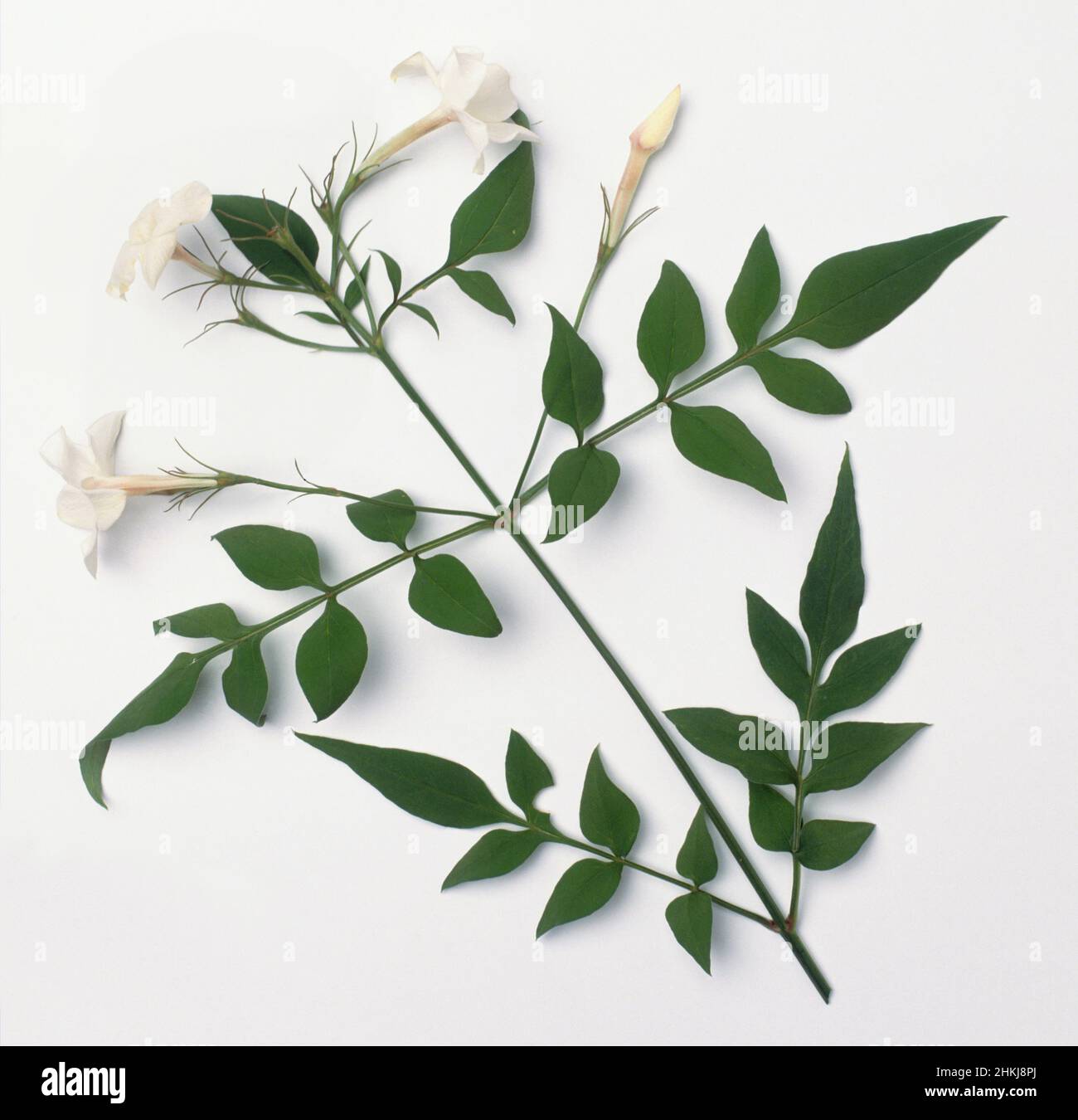 Common jasmine (Jasminum officinale Stock Photo - Alamy