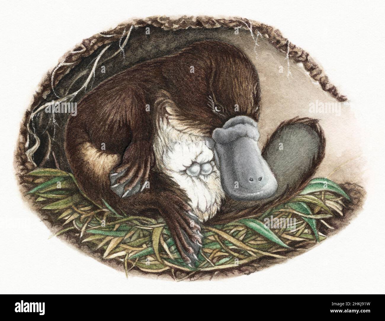 Platypus (Ornithorhynchus anatinus), illustration Stock Photo - Alamy