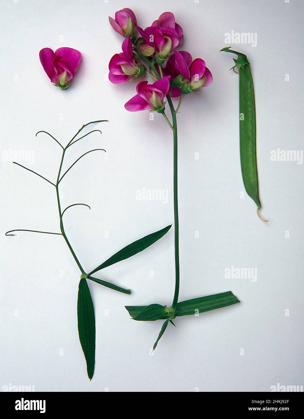 Broad-leaved everlasting-pea (Lathyrus latifolius Stock Photo - Alamy