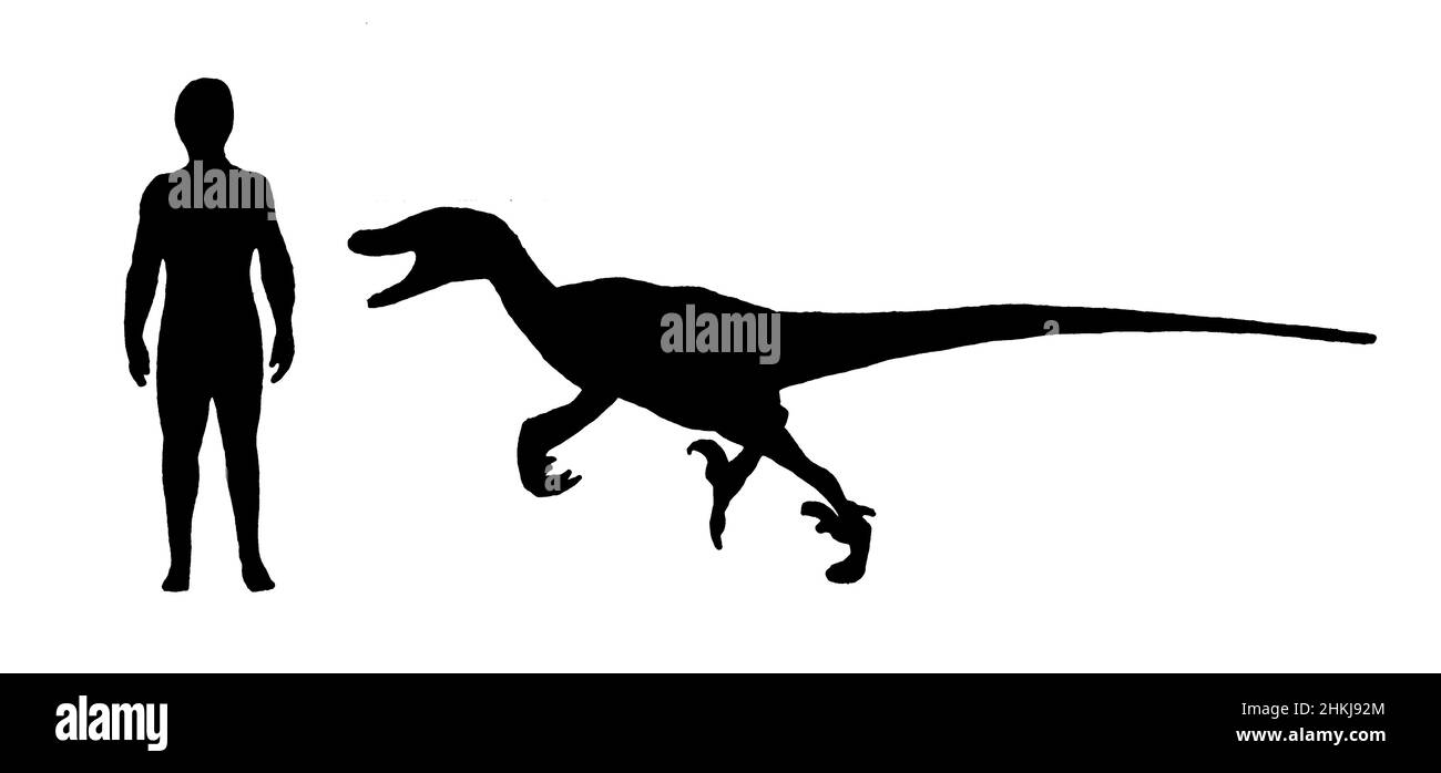 Dinosaur next to an adult human figure, illustration Stock Photo - Alamy