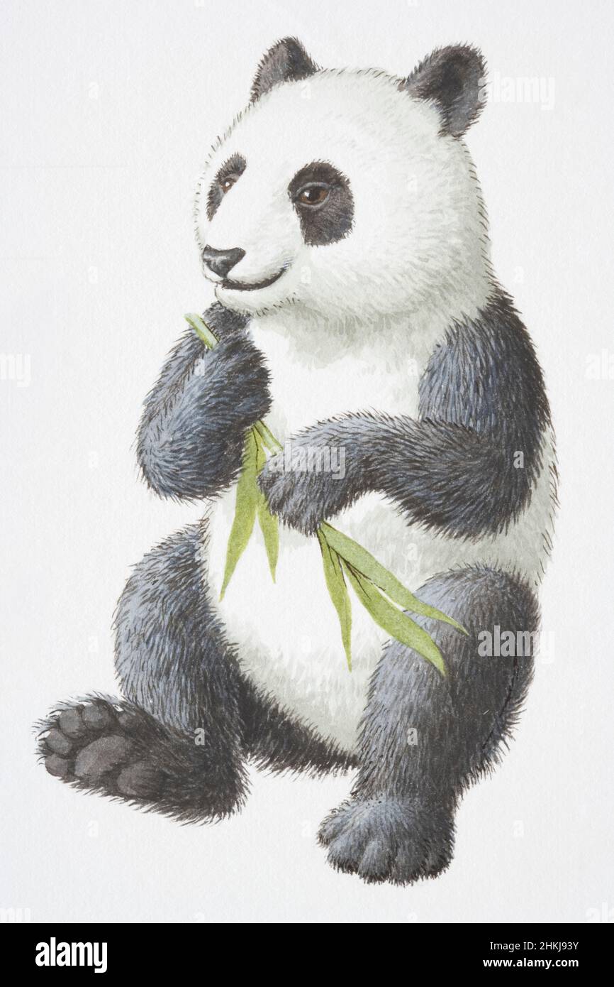 Giant panda, illustration Stock Photo - Alamy