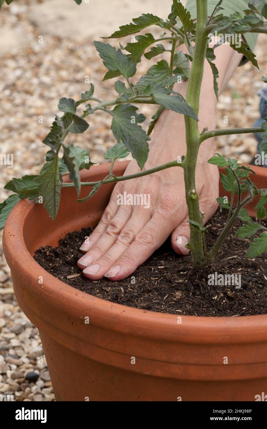 Planting grafted tomato 'Conchita' plant Stock Photo - Alamy