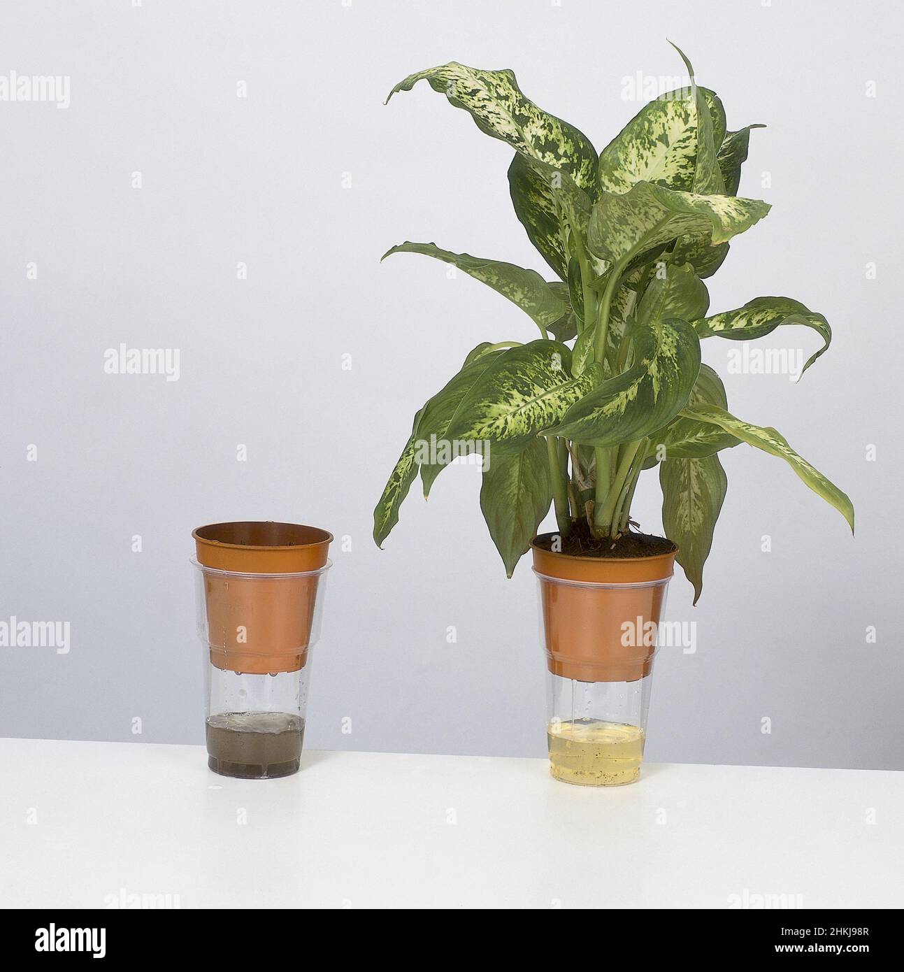 Plant pot inside a plastic pint glass Stock Photo - Alamy