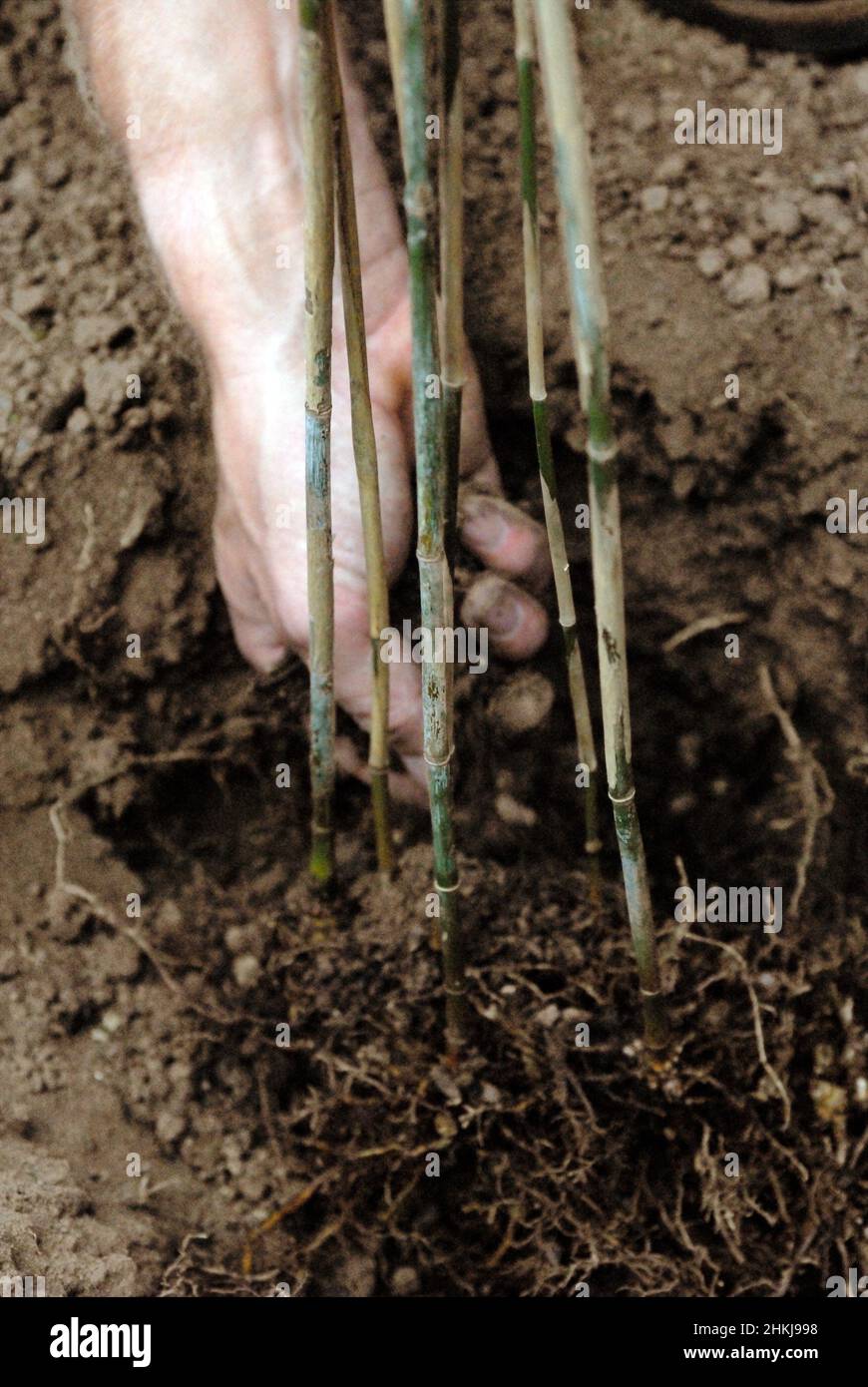 Man adding compost and soil to newly planted bamboo plant Stock Photo ...