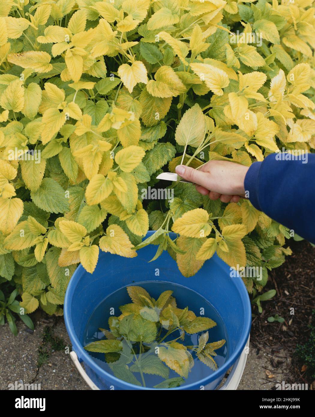 Man taking leaf stem cuttings from bush Stock Photo - Alamy