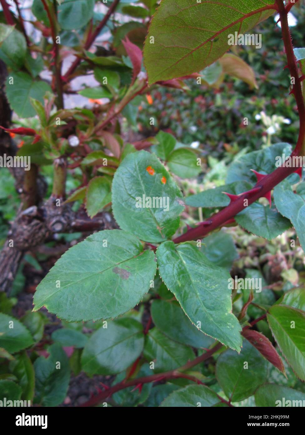 Rose leaves showing signs of rose rust Stock Photo - Alamy