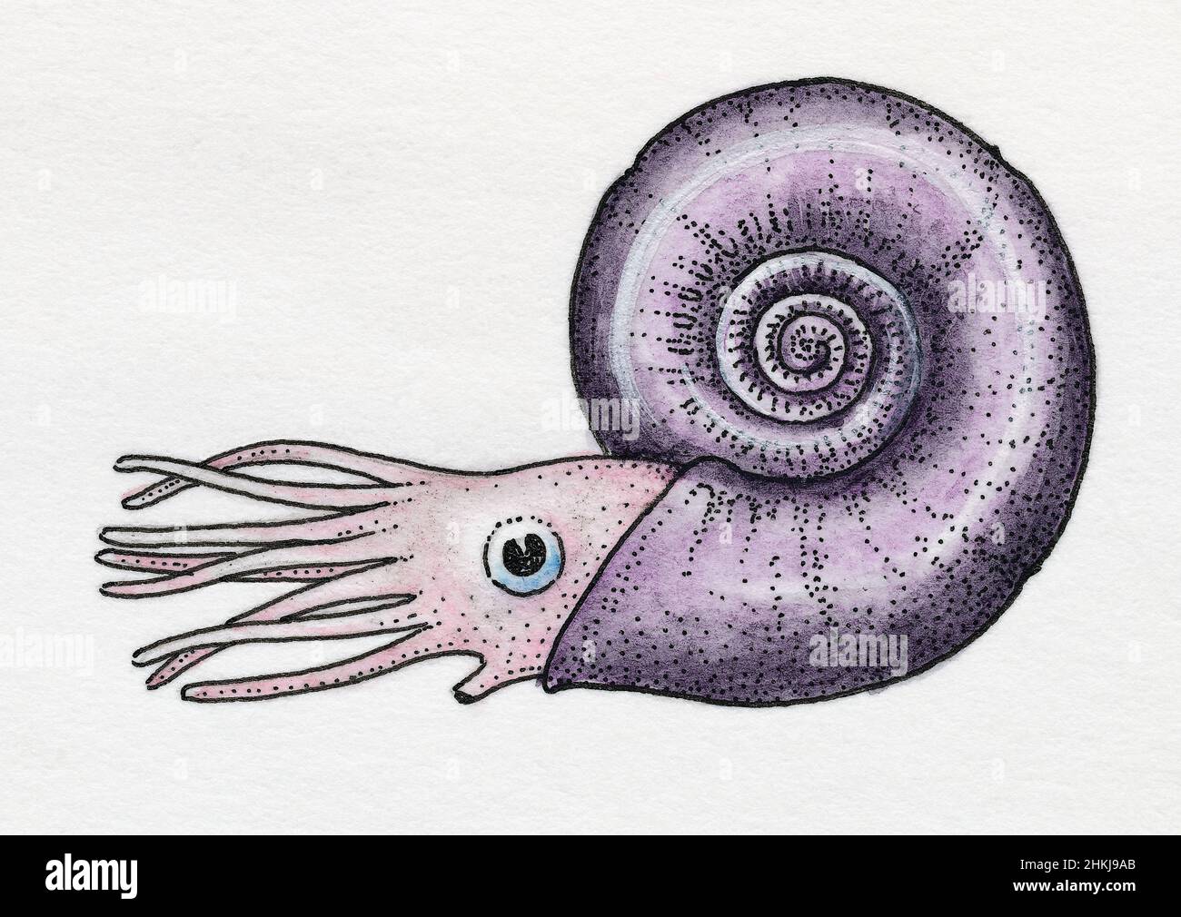 Extinct ammonoid with spiral shell, illustration Stock Photo - Alamy