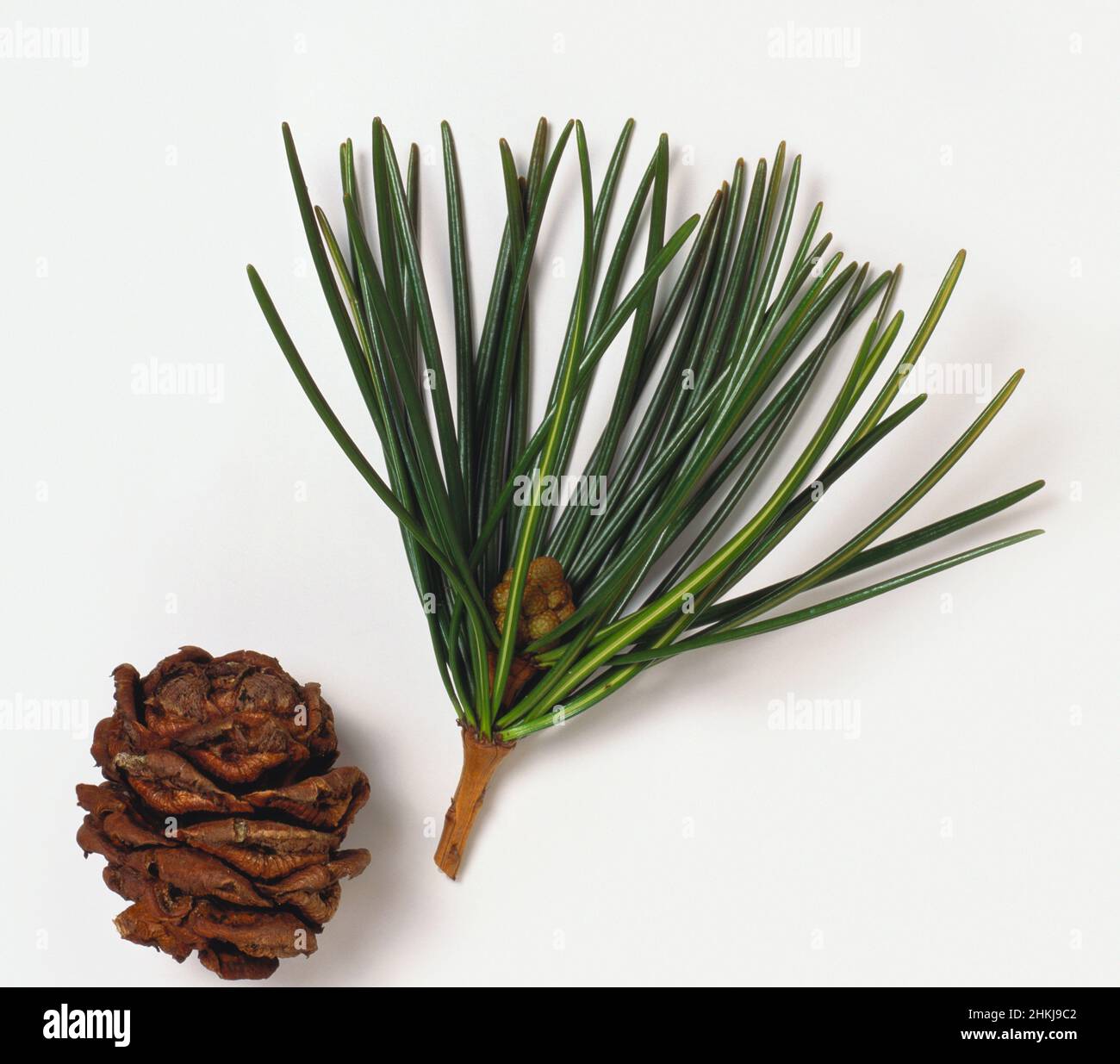 Umbrella pine (Sciadopitys verticillata Stock Photo - Alamy