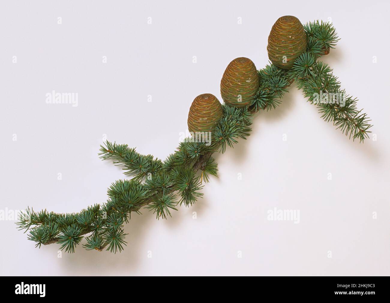 Atlas cedar (Cedrus atlantica Stock Photo - Alamy