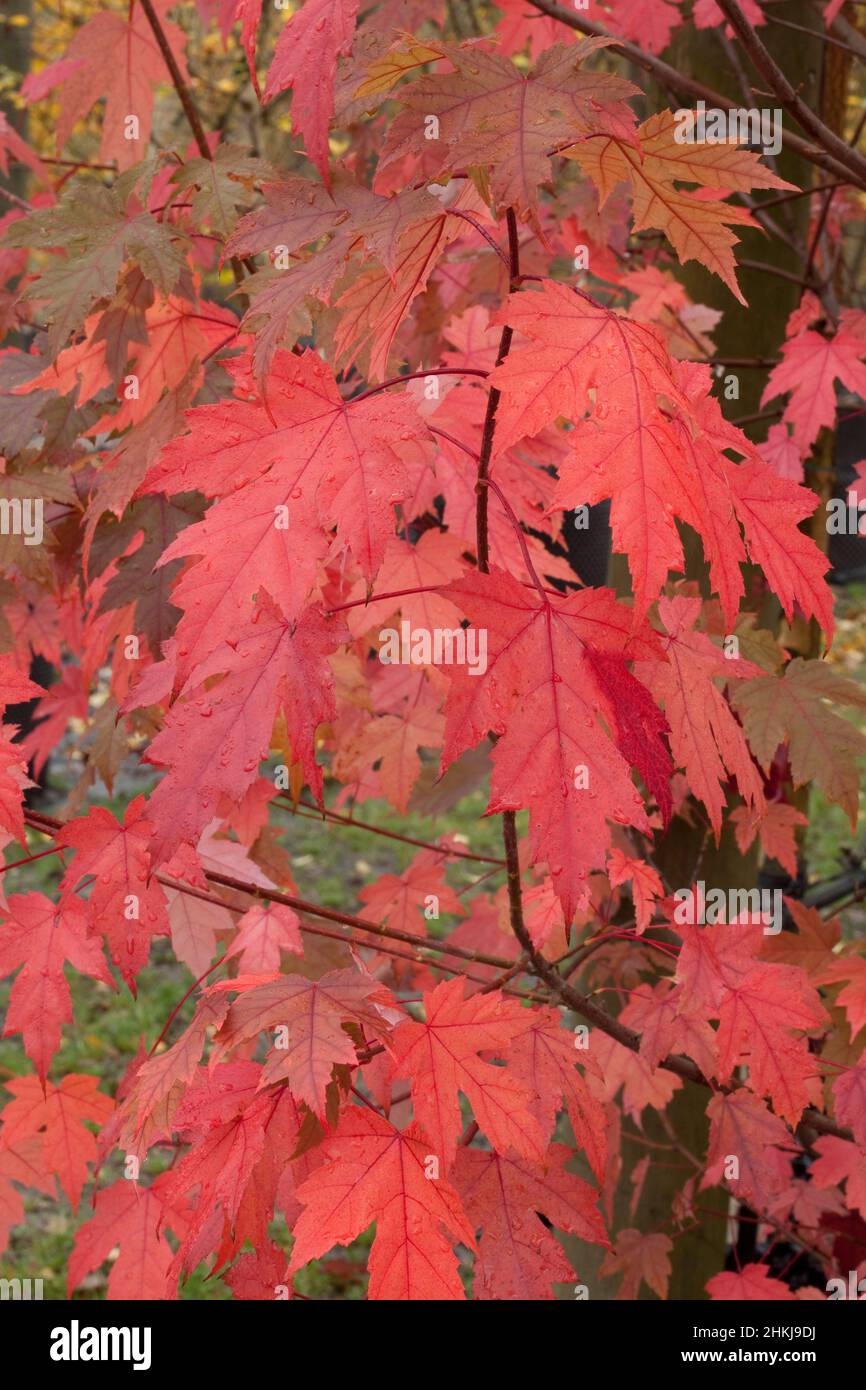 Maple (Acer x freemanii Autumn Blaze ('Jeffersred' Stock Photo - Alamy