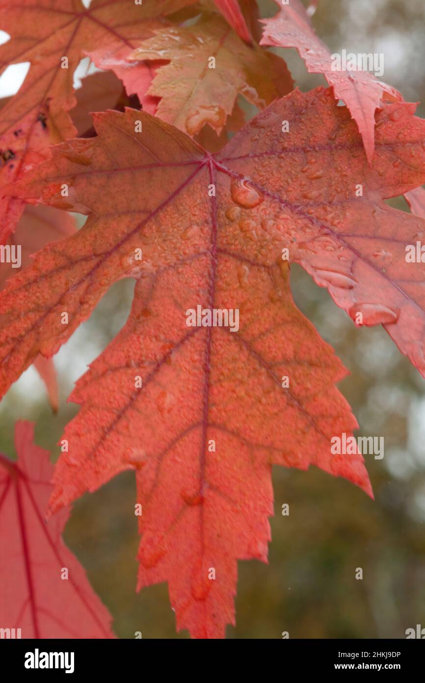 Maple (Acer x freemanii Autumn Blaze ('Jeffersred' Stock Photo - Alamy