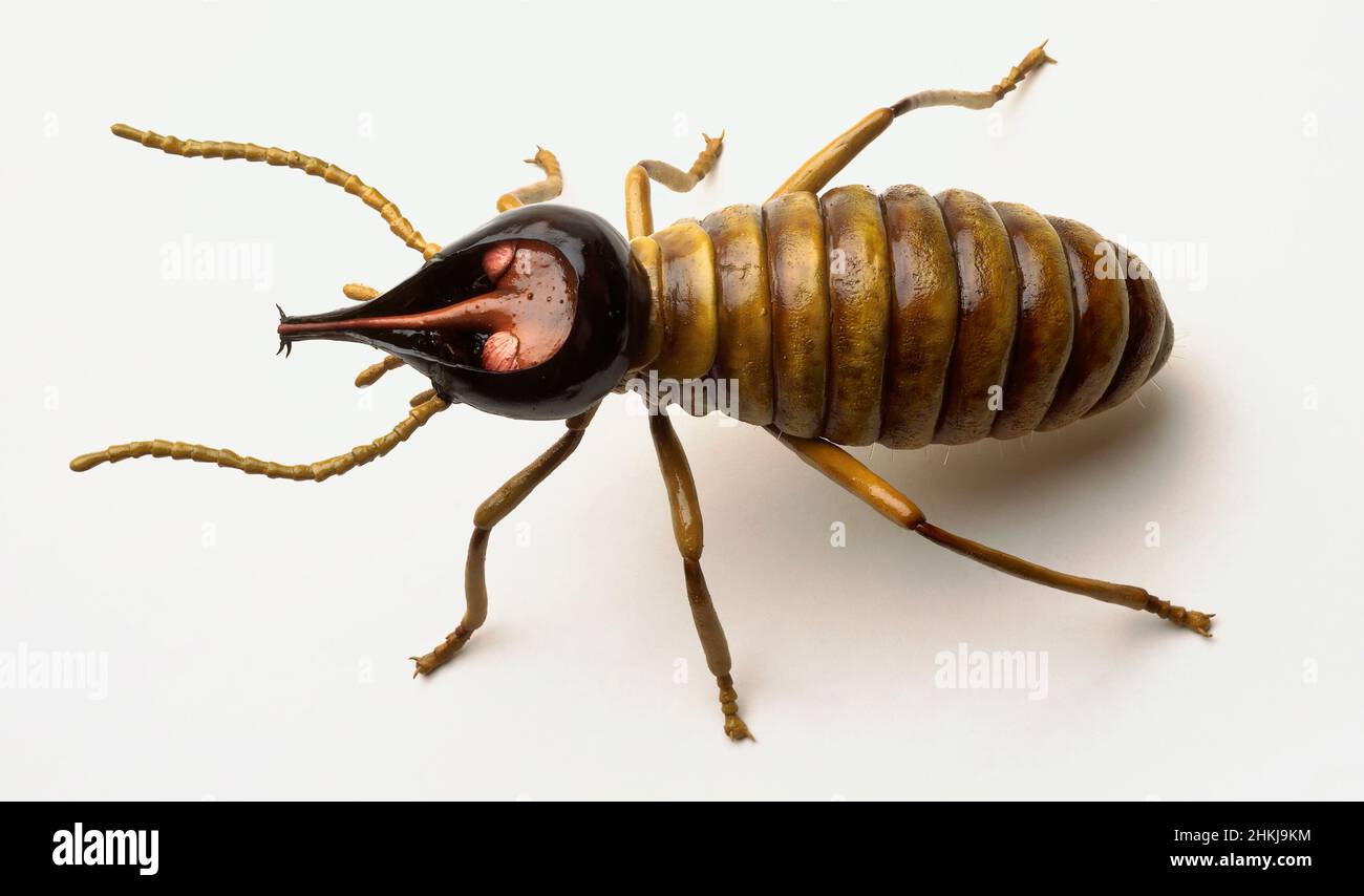 Nasute soldier termite model with cross-section through head Stock ...