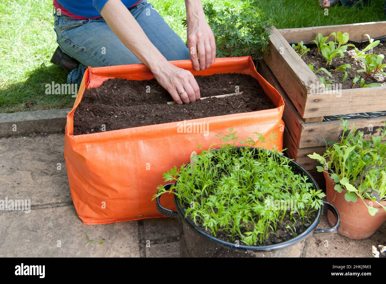 Preparing a drill in compost with a bamboo cane Stock Photo - Alamy