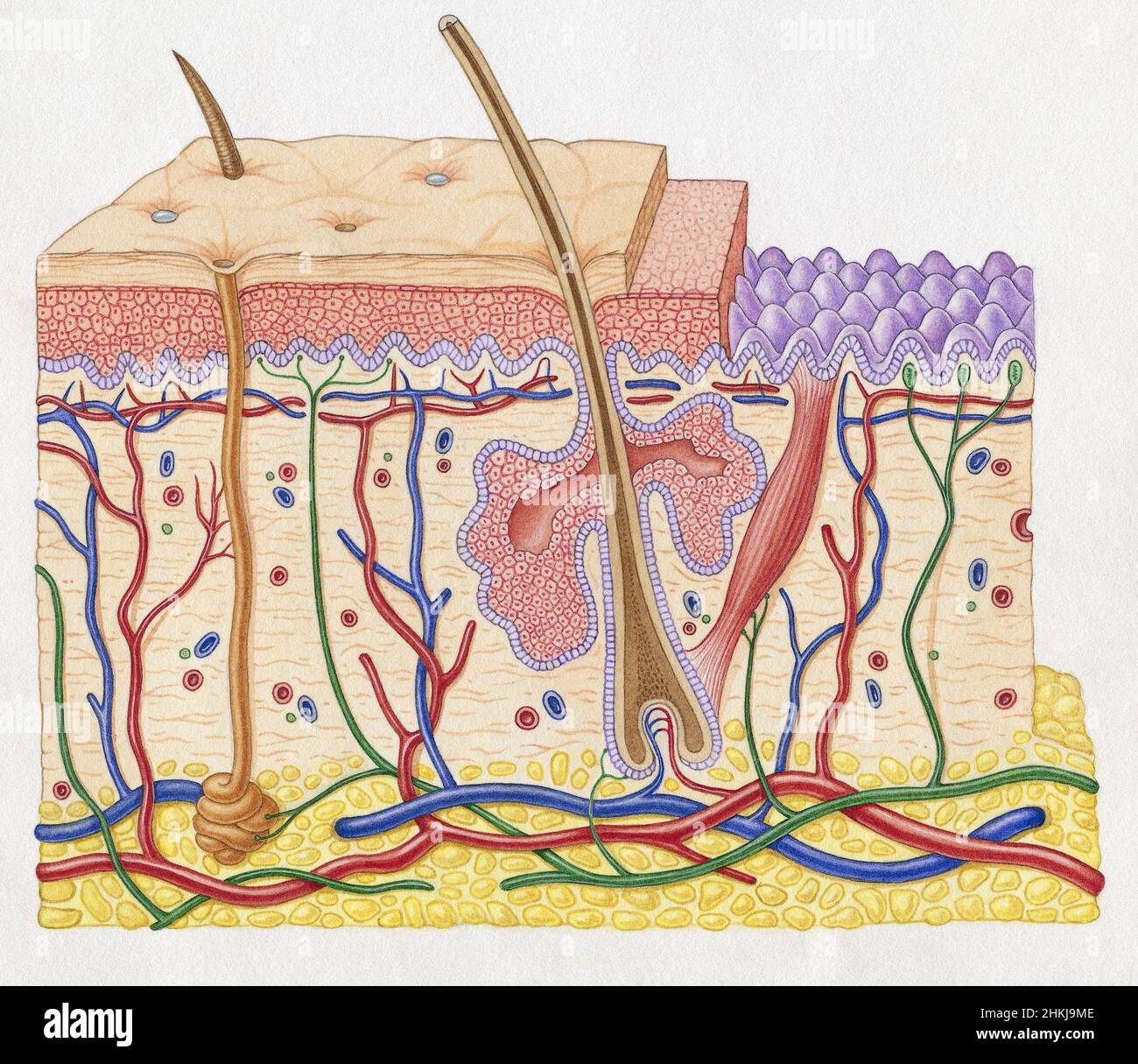 Cross section of skin, illustration Stock Photo - Alamy
