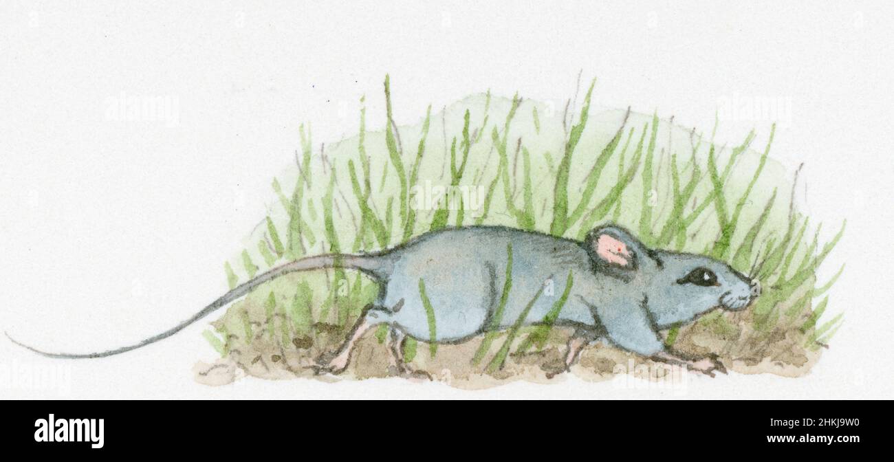 Small mouse walking on the ground with grass, illustration Stock Photo ...