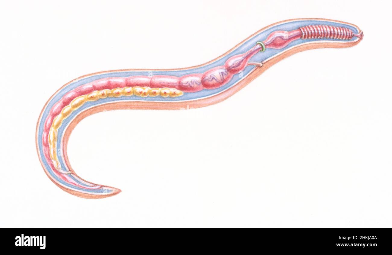 Female roundworm, illustration Stock Photo - Alamy