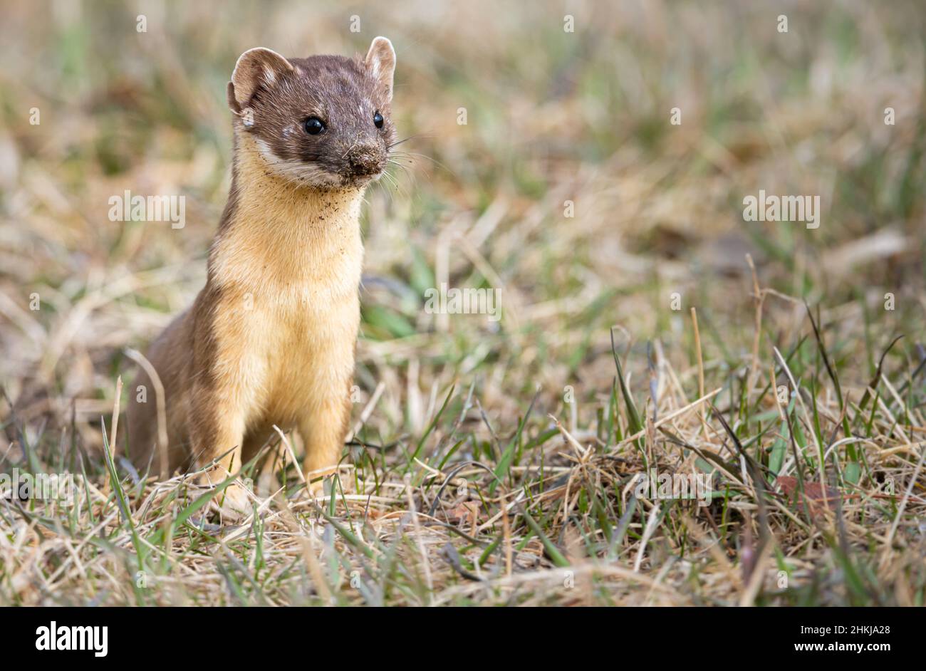 Long tailed weasel in the wild Stock Photo - Alamy