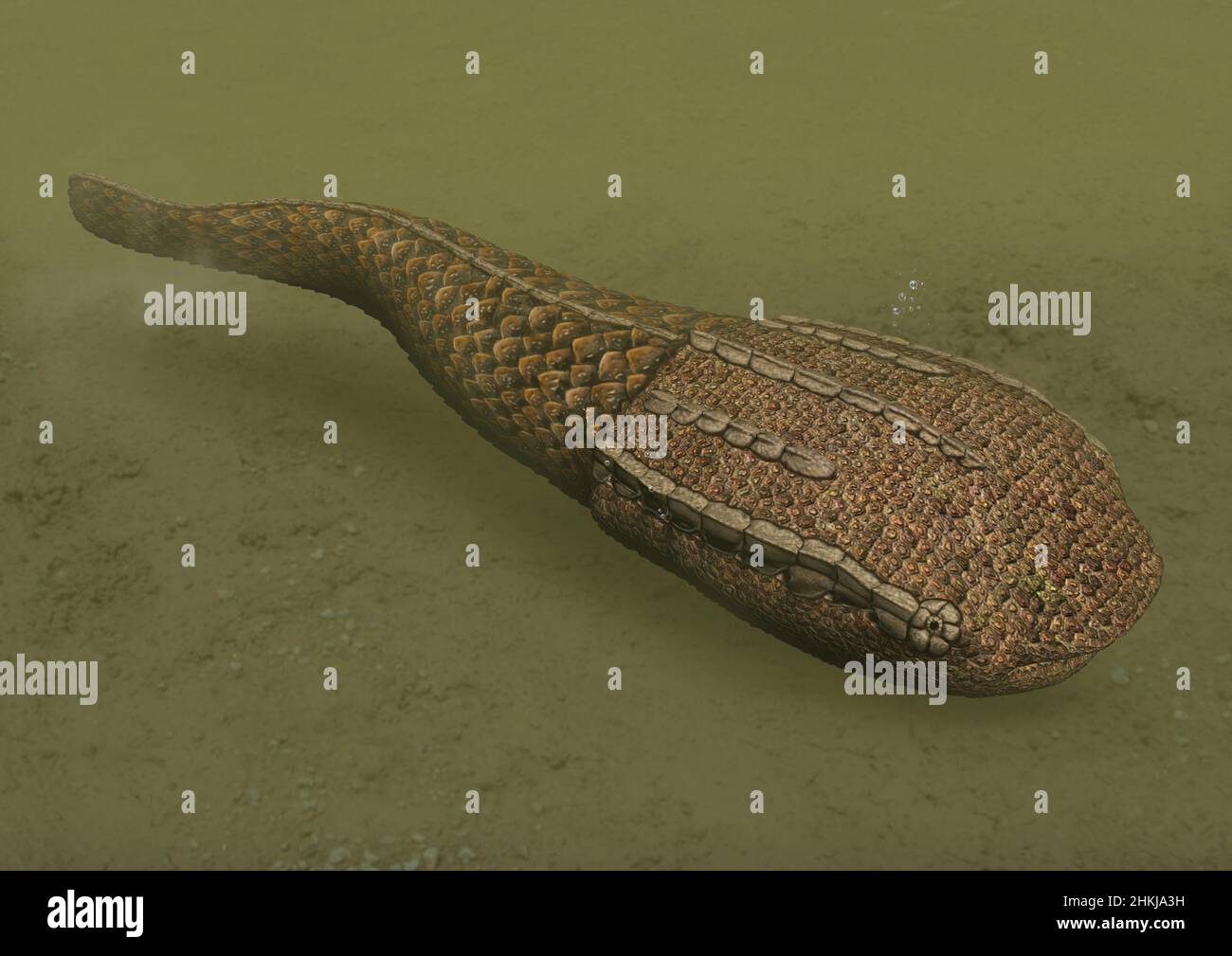 Astraspis prehistoric fish, illustration Stock Photo - Alamy