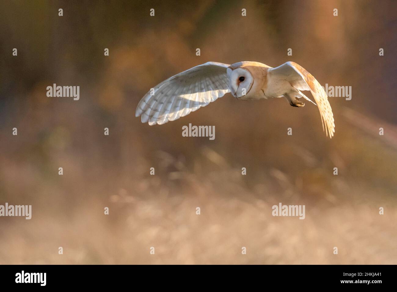 Barn owl in flight Stock Photo - Alamy
