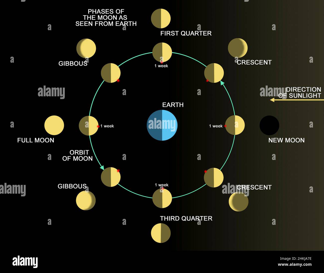 Phases of the Moon, illustration Stock Photo - Alamy
