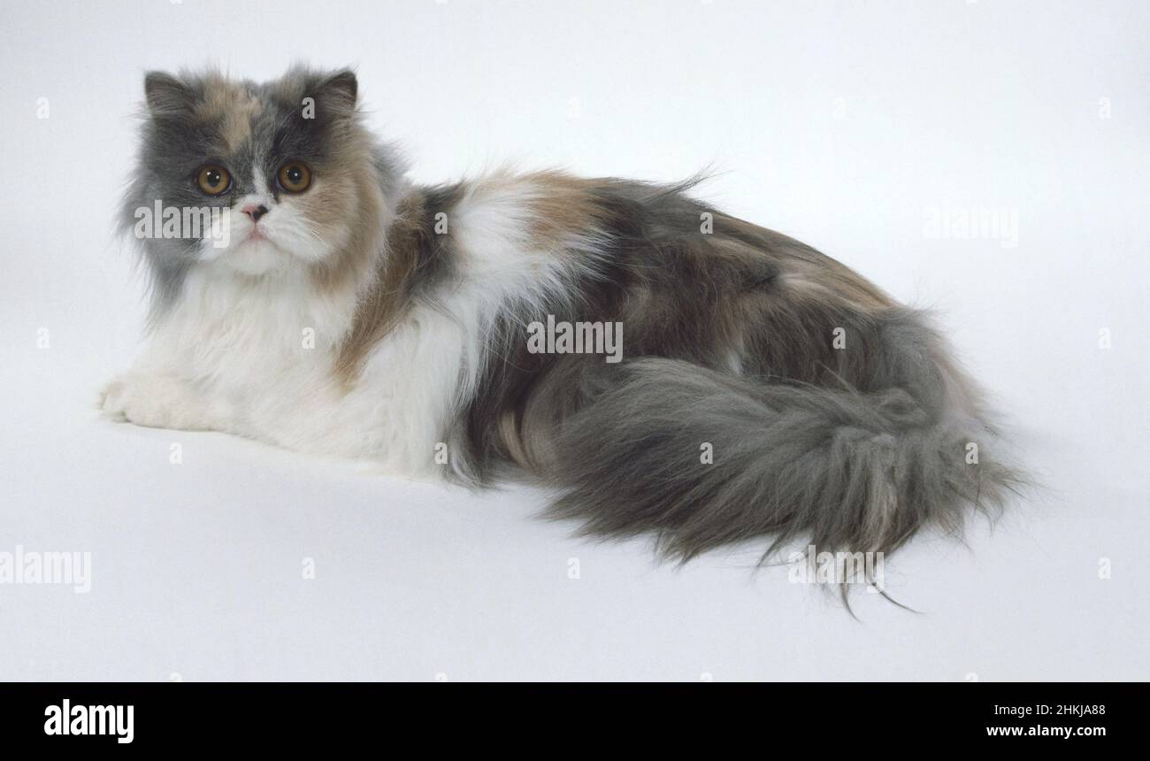 Blue-cream and white Persian longhaired cat Stock Photo - Alamy