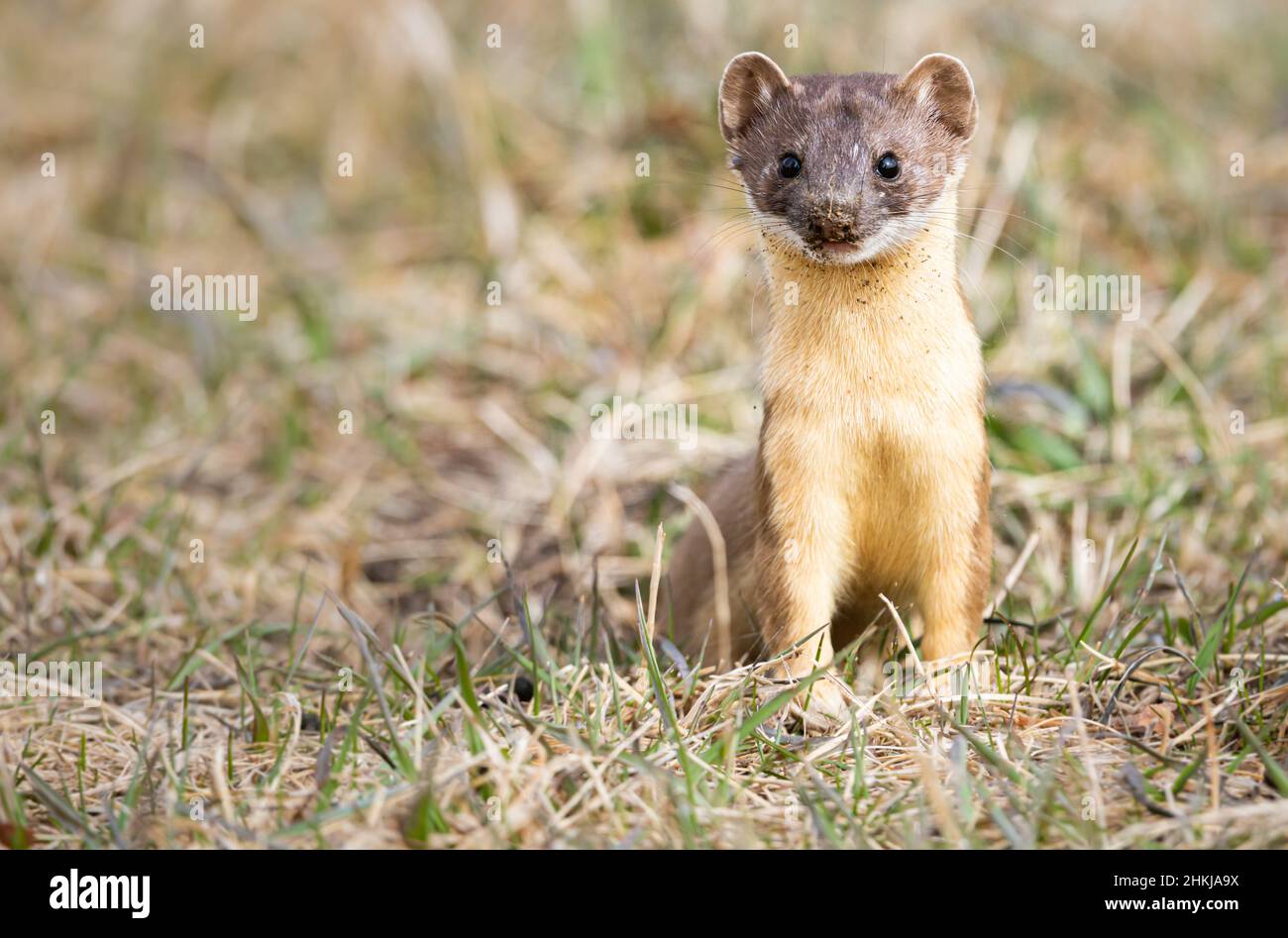 Long tailed weasel in the wild Stock Photo - Alamy