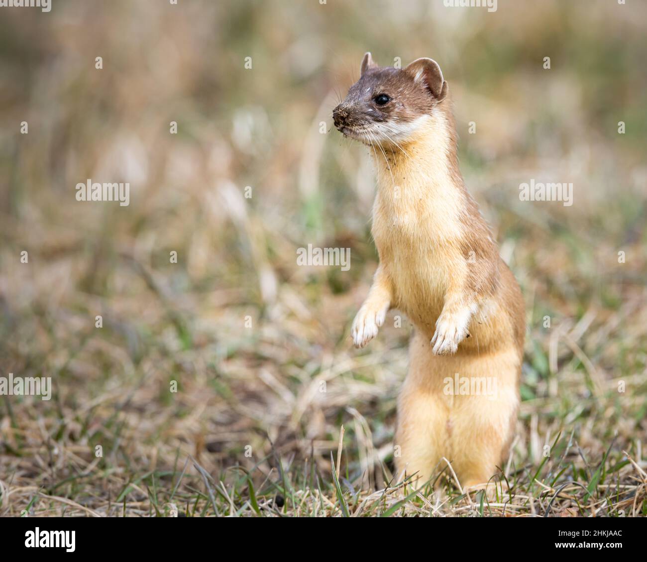 Long tailed weasel in the wild Stock Photo - Alamy