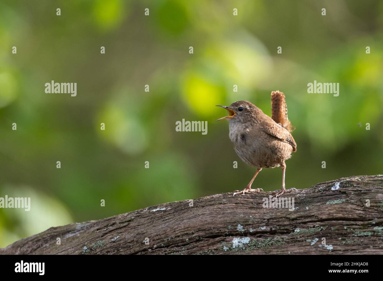 Wren calling from a branch Stock Photo - Alamy