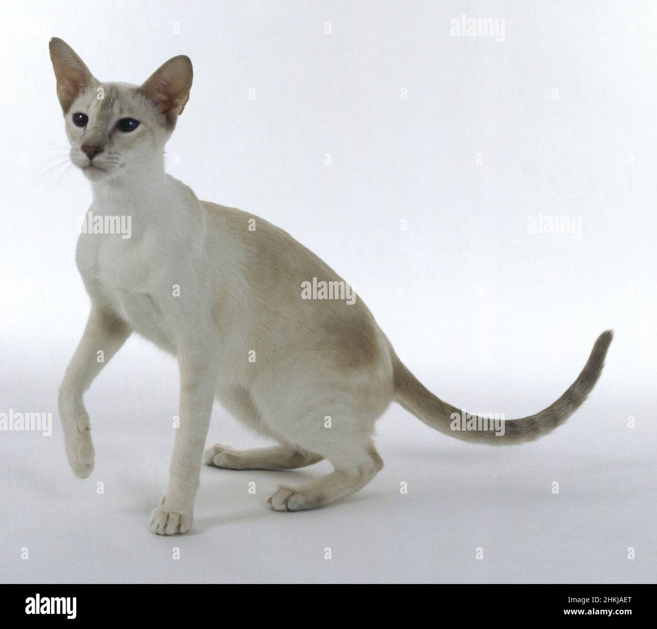 Lilac tortie tabby point Siamese cat Stock Photo - Alamy