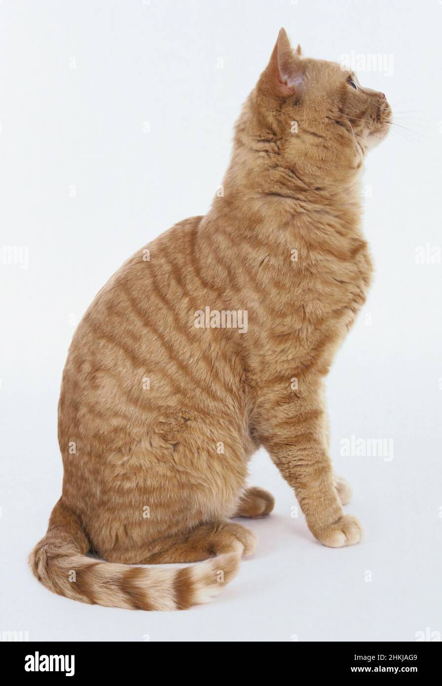 Red mackerel tabby British shorthaired cat Stock Photo - Alamy