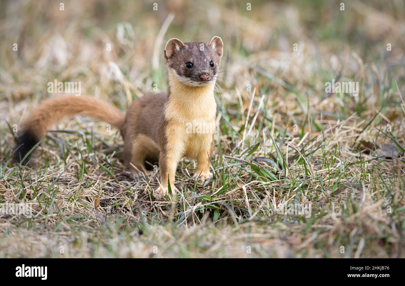 Long tailed weasel in the wild Stock Photo - Alamy