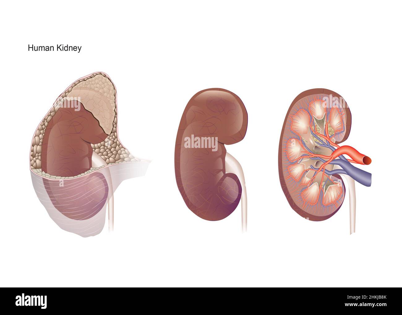 Human kidney, illustration Stock Photo - Alamy