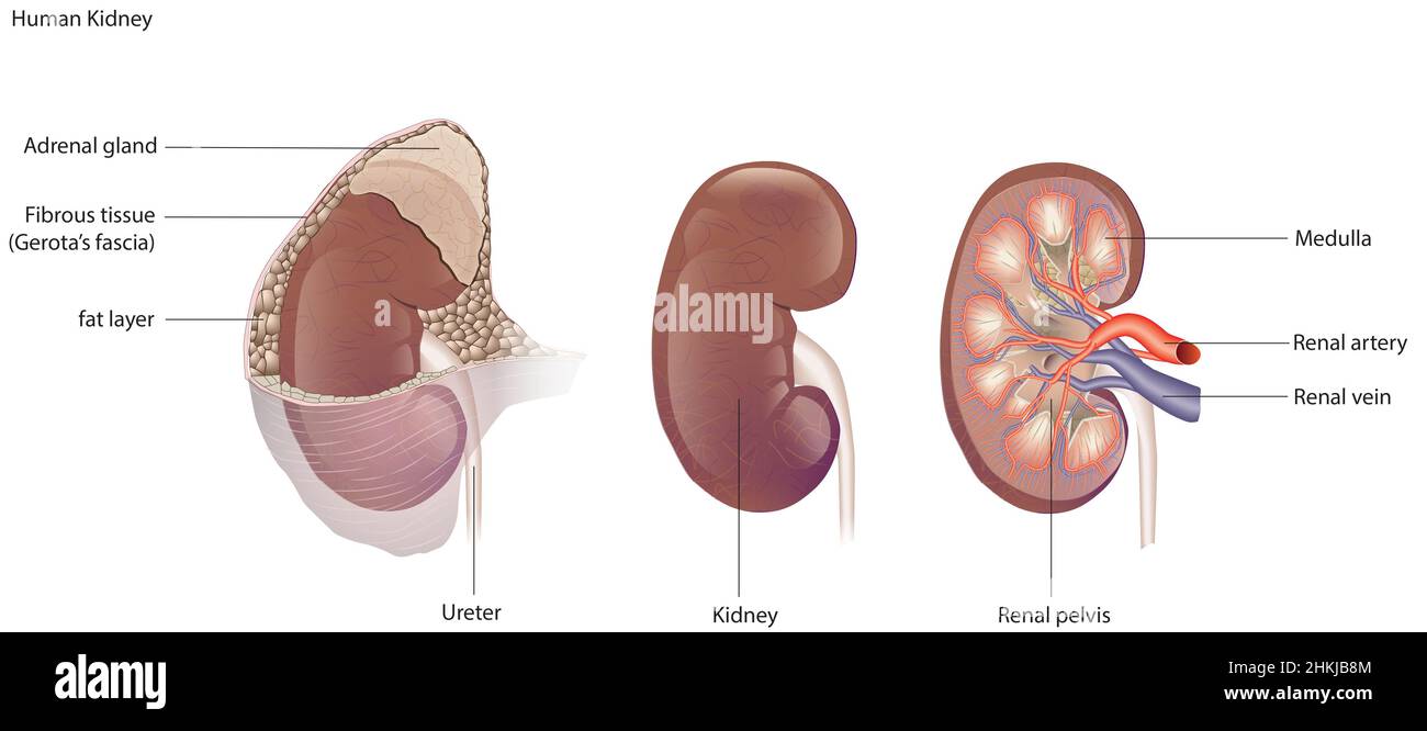 Human kidney, illustration Stock Photo - Alamy