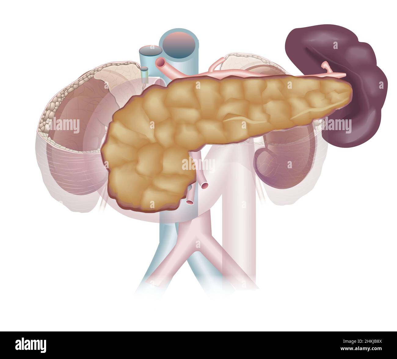 Pancreas and spleen, illustration Stock Photo - Alamy