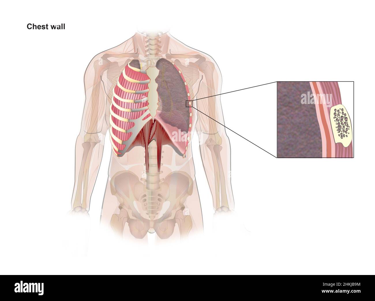 Chest wall, illustration Stock Photo - Alamy