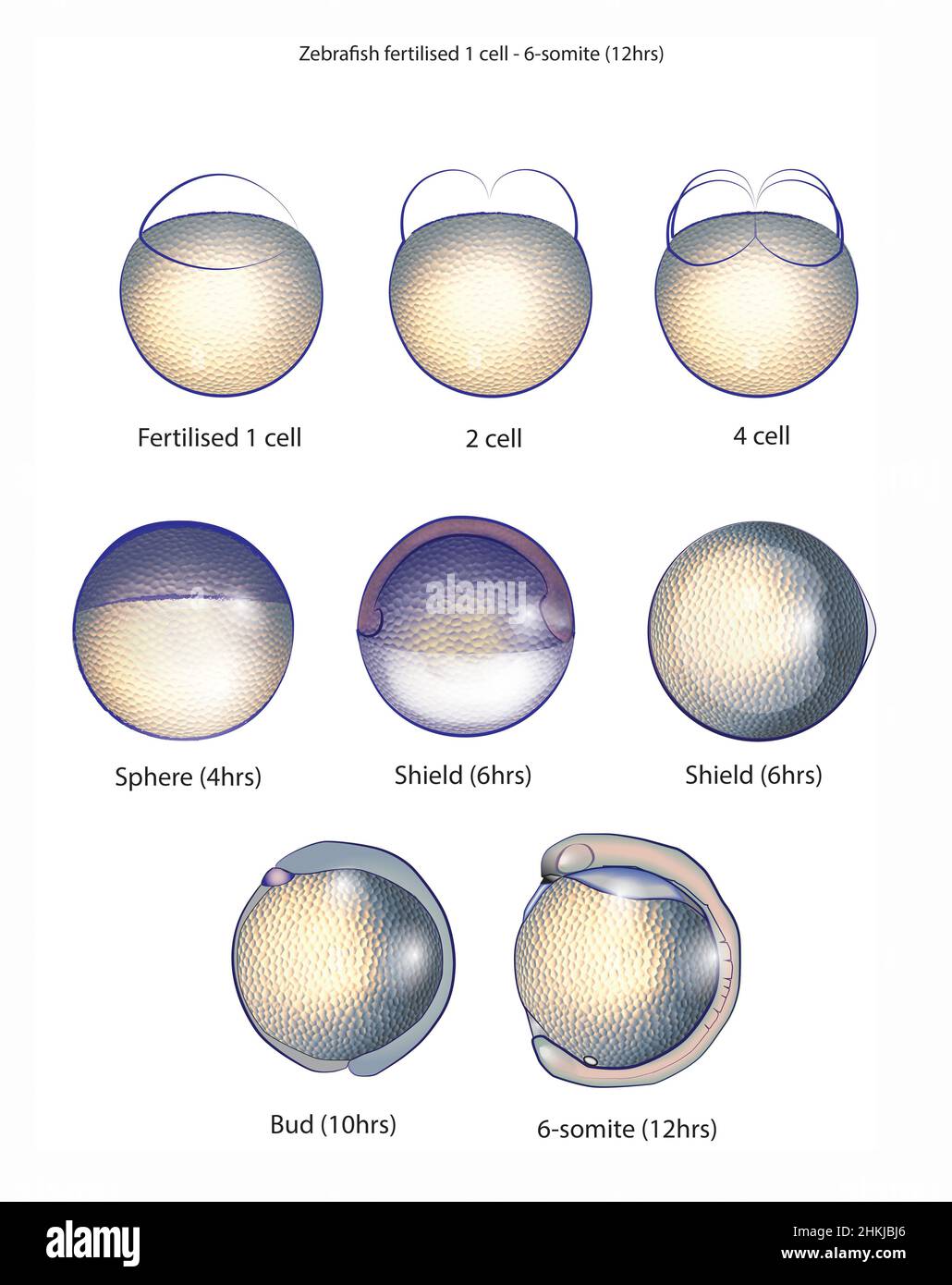 Zebrafish Embryo Stages