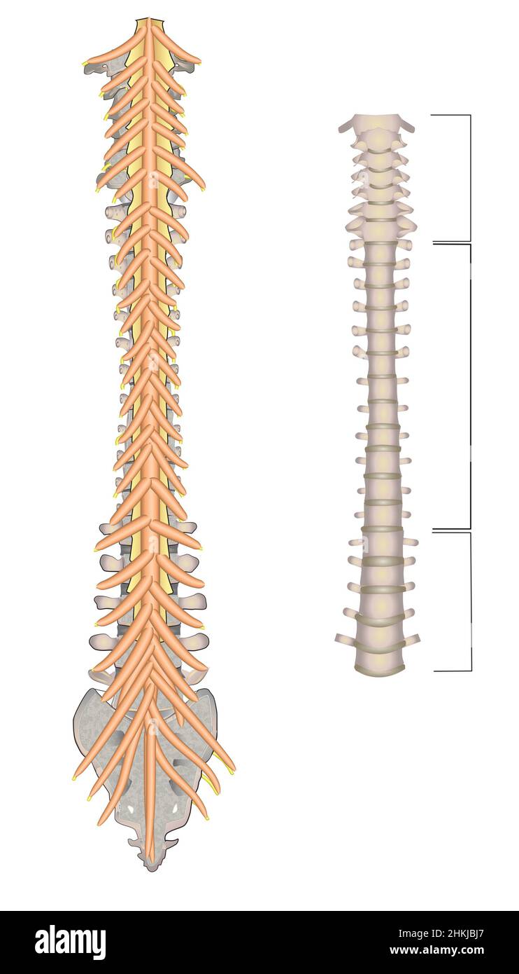 Spinal cord, illustration Stock Photo - Alamy