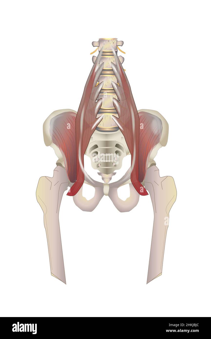 Psoas muscle, illustration Stock Photo - Alamy