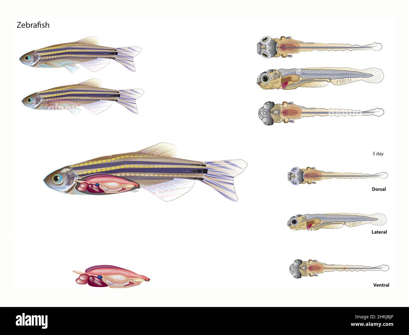 Zebrafish anatomy, illustration Stock Photo - Alamy