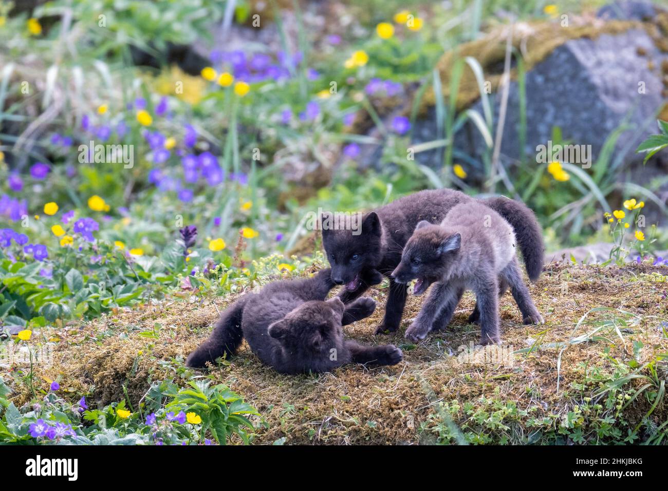 Arctic fox cubs playing Stock Photo - Alamy