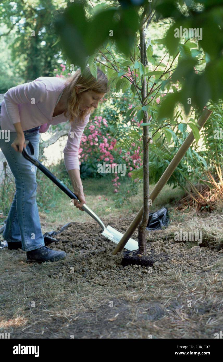 Backfilling a hole dug around newly planted tree Stock Photo - Alamy