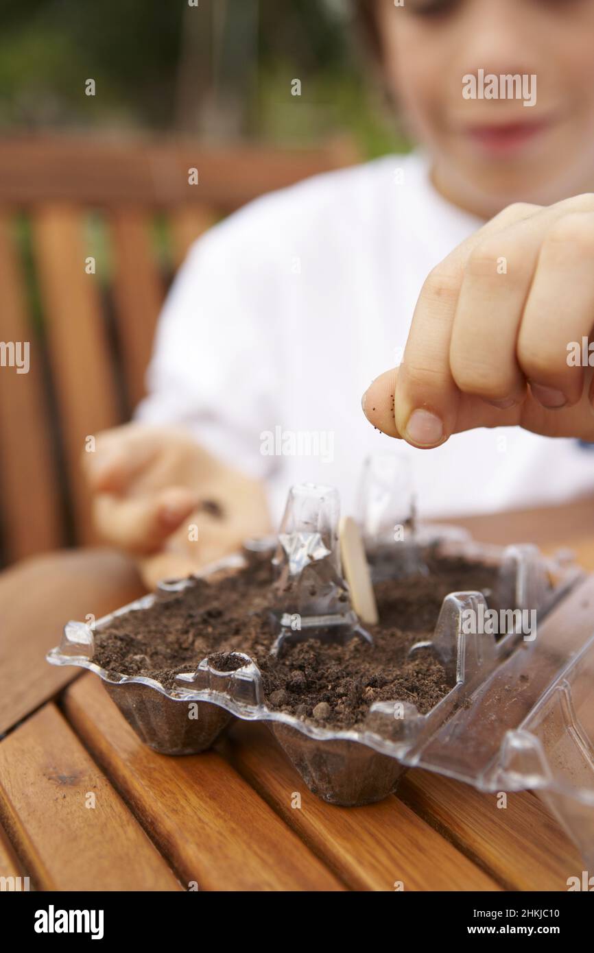 Boy sprinkling mint seeds onto soil in plastic egg box Stock Photo - Alamy