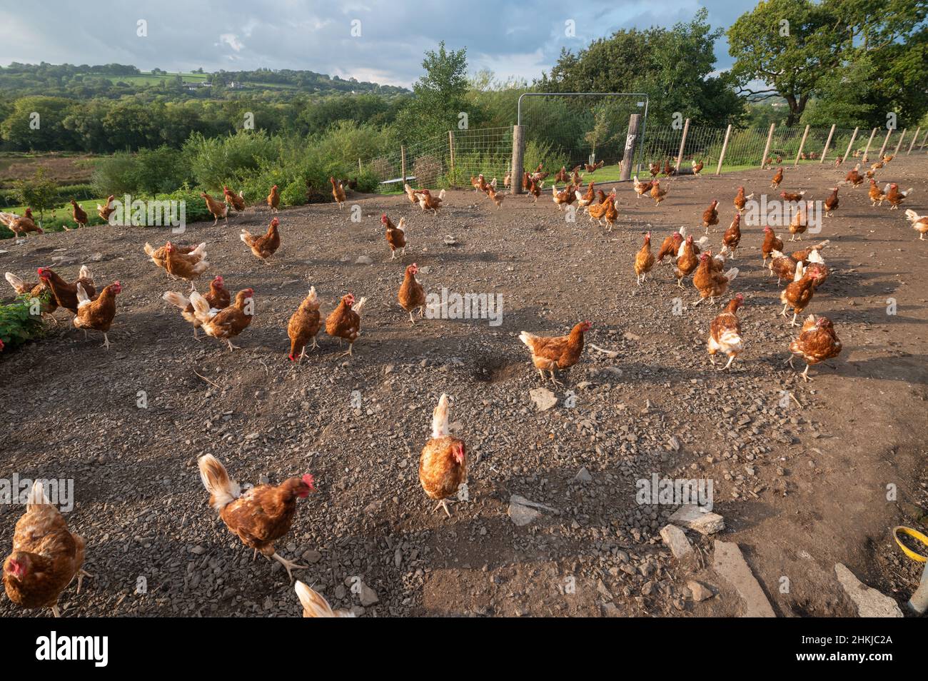 Free range chicken egg farm Stock Photo - Alamy