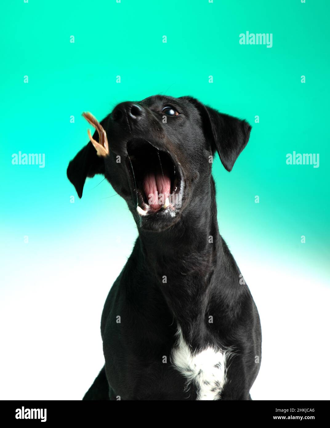 Portrat of a cute black dog catching food in front of a green ...