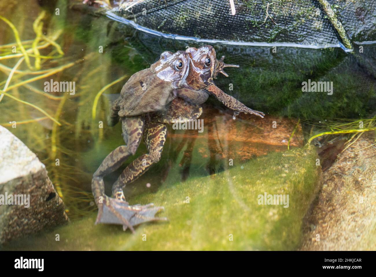Common frogs mating Stock Photo - Alamy