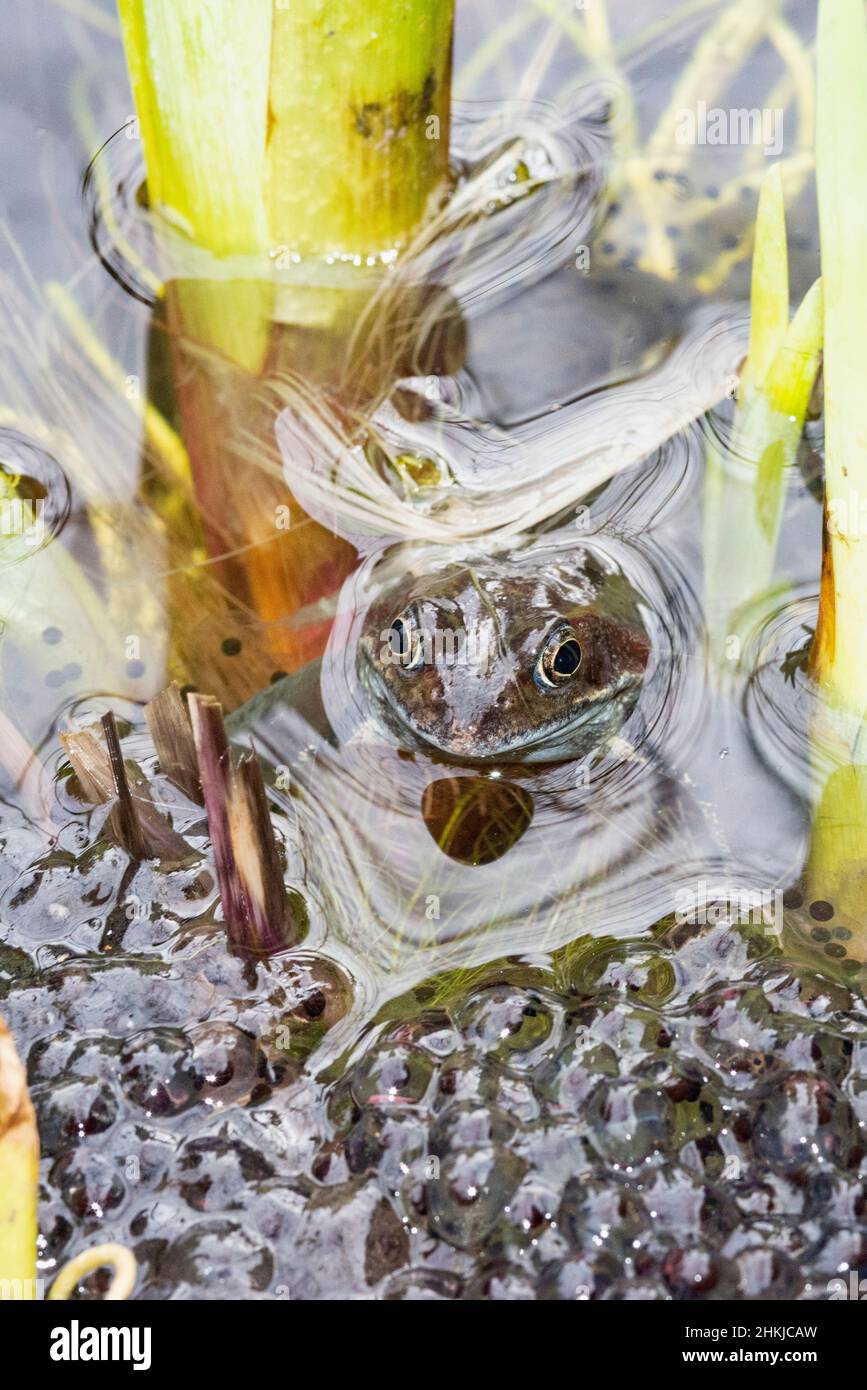 Common frog with spawn in pond Stock Photo - Alamy