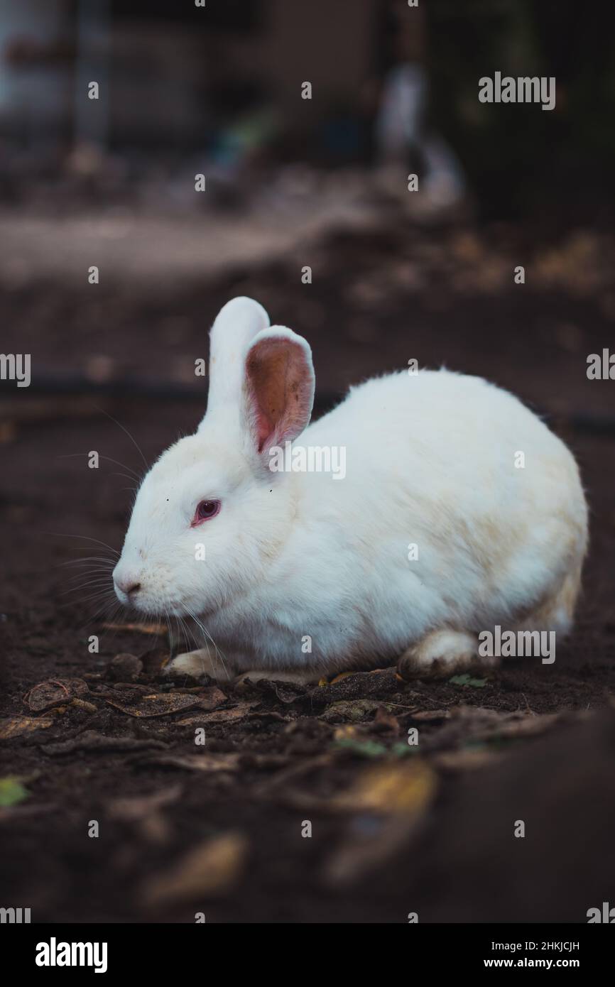 Different farm animals in their natural environment Stock Photo - Alamy