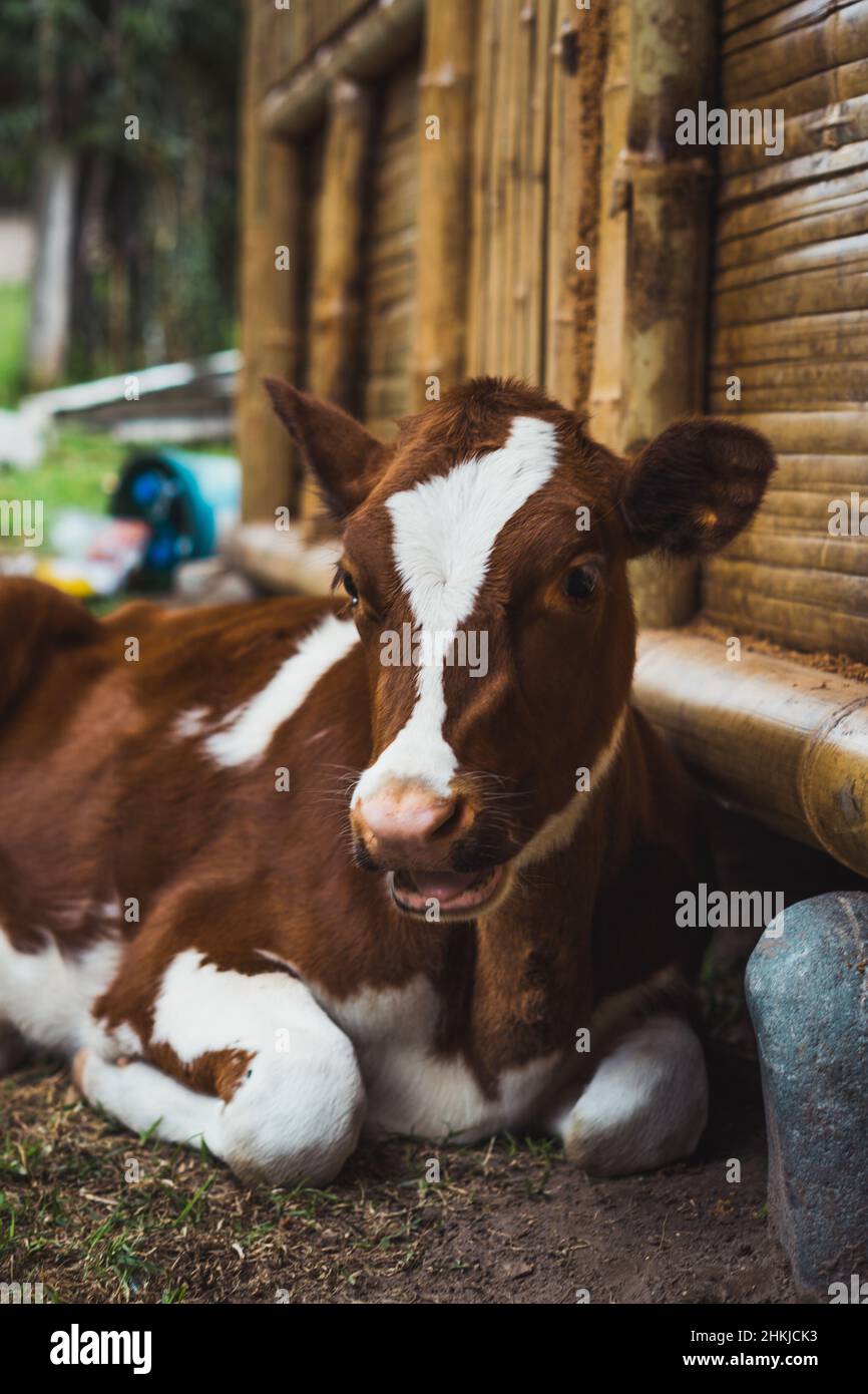 Different farm animals in their natural environment Stock Photo - Alamy