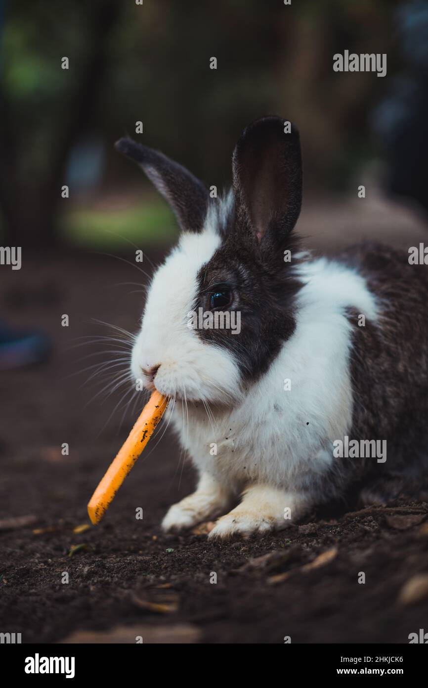 Different farm animals in their natural environment Stock Photo - Alamy